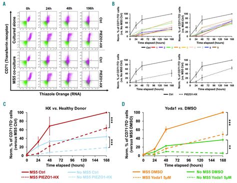 Piezo1 Gain Of Function Mutations Delay Reticulocyte Maturation In