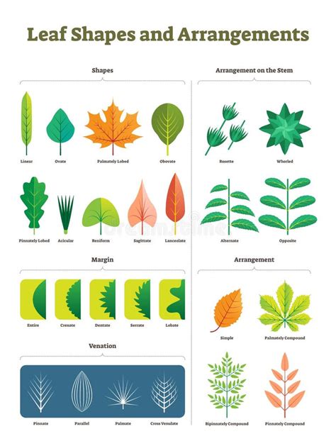Leaf Margin Stock Illustrations 1342 Leaf Margin Stock Illustrations