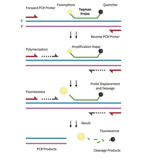 Precision And Accuracy With Taqman Probes Synbio Technologies