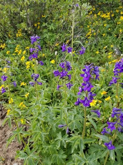 Subalpine Larkspur Delphinium Barbeyi Easyscape Plant Profile