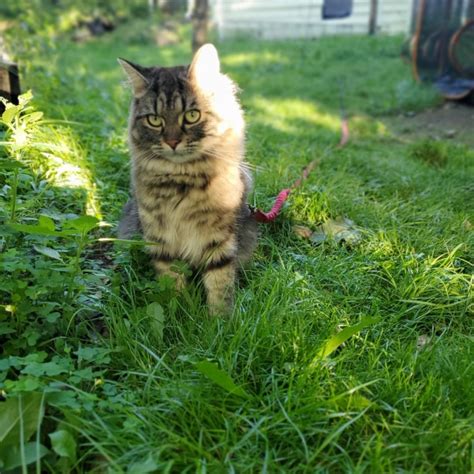 Gilbert Contest Entry 44703 Modern Cat