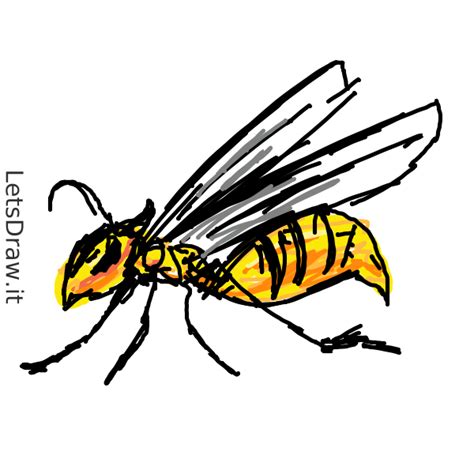 How To Draw Wasp Xpo5e6kpw Png LetsDrawIt How To Draw Wasp Xpo5e6kpw Png LetsDrawIt