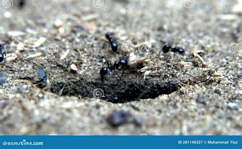 Animal Insects Ants On Soil Stock Video Video Of Environment Desert