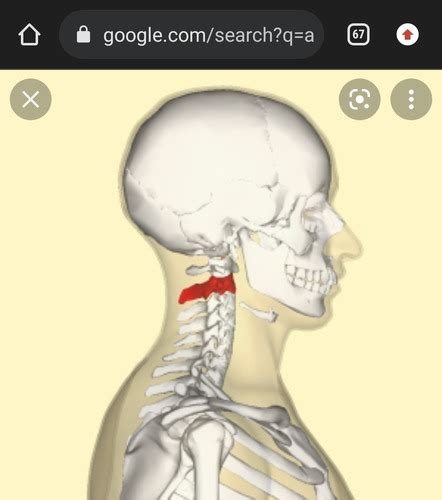 LAB 6 SKELETAL SYSTEM AXIAL SKELETON Flashcards Quizlet