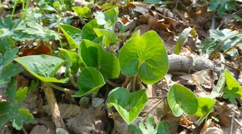 How To Plant Grow And Care For Wild Ginger