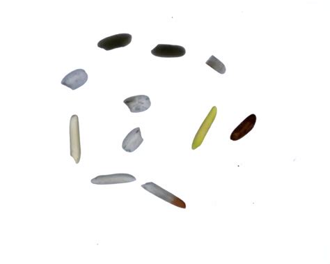 Rice Defects Object Detection Model By Asia Pacific University Of Technology And Innovation