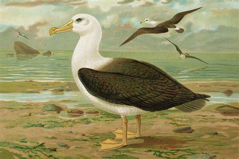 Albatros Digital Art By Thomas Strand Fine Art America