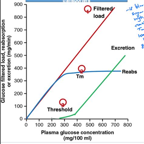 Tubular Reabsorption Secretion Flashcards Quizlet