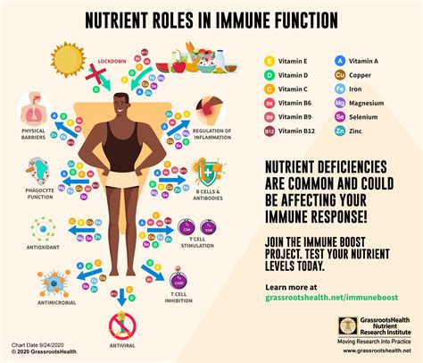 Immune System Cells And Functions