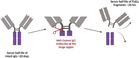 The Igg Endopeptidase Ides Cleaves Igg Molecules At The Hinge Region
