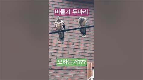 비둘기 두마리가 전기줄에 앉아 놀고 있어요 Youtube