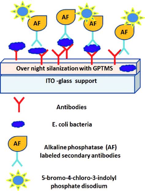 Silanization Of Ito Substrates With 3 Glycidoxypropyl Trimethoxysilane Download Scientific