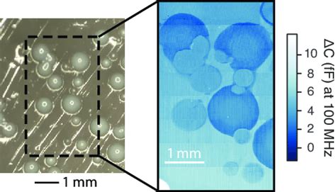 A Brightfield Microscope Image Of Live Bacteria Colonies Left And A