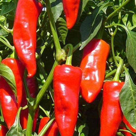 Espelette Type Pepper Jardineries Botanix