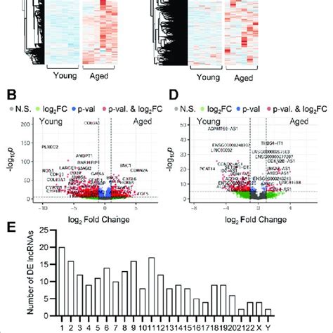 Effect Of Aging On Endothelial Cell Transcriptome Bulk Rnasequencing Download Scientific