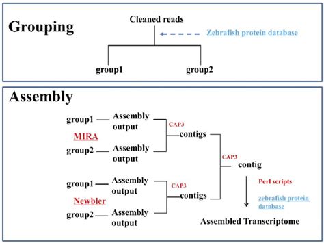 Transcriptome Assembly And Analysis Pipeline Download Scientific