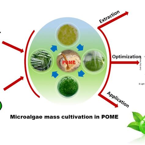 Microalgae Cultivation Using Palm Oil Mill Effluent As Growth Medium For Lipid Production With