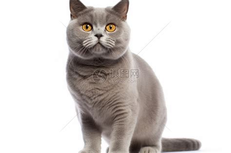 可爱的宠物猫高清图片下载 正版图片600298639 摄图网 可爱的宠物猫高清图片下载 正版图片600298639 摄图网