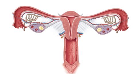Anatomy Exam 3 Diagram Quizlet
