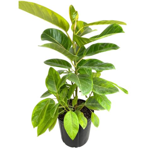 Ficus Altissima Indoor Green Plants Supplier Xiamen Plantking Co Ltd