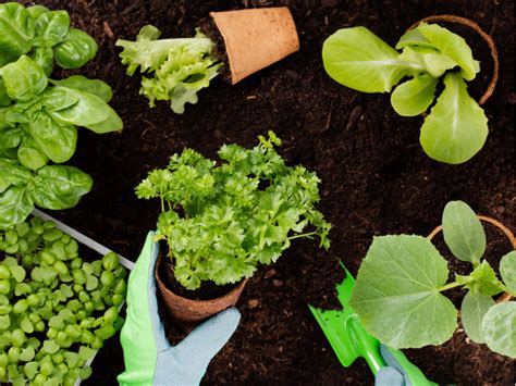 Garden Compost Benefits Types And How To Use It Right