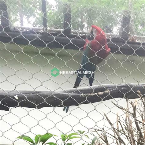 Build The Perfect Parrot Aviary A Comprehensive Guide