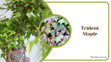 Trees For Zone B Best Ones To Plant In Your Backyard Plant America