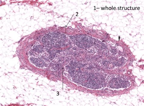 Lymphatic System Lab Flashcards Quizlet