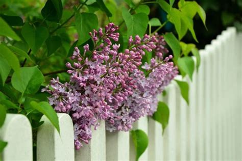El árbol De La Lila Una Joya Perfumada Para Tu Jardín Guía De Jardín