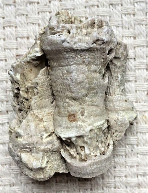 Coral Fossil Lithostrotionella 4 1  Members Gallery The Fossil Forum