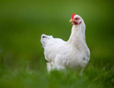 12 20t H Feed Preparation Plant Construction Equipment And Cost