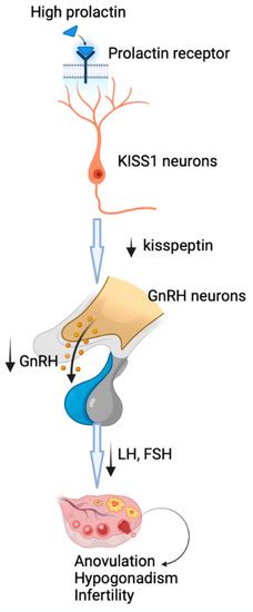 Prolactin Hormone Function