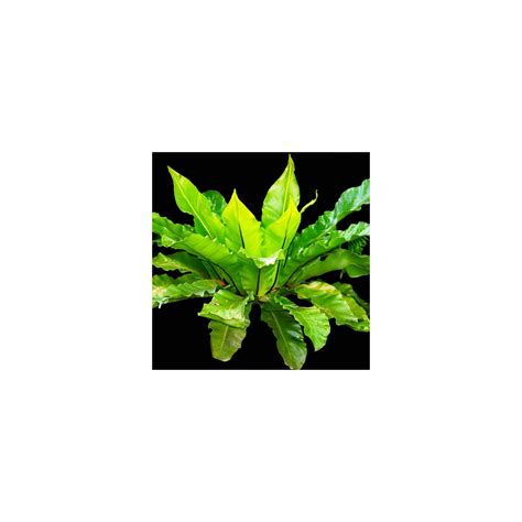 Asplenium Australasicum Divine Plants Online Shop
