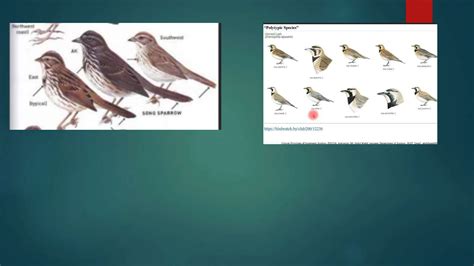 Speciation Types And Role Of Ecology In Speciation Pptx