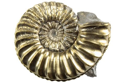 15 Pyritized Pleuroceras Ammonite Fossil Germany 196933 For