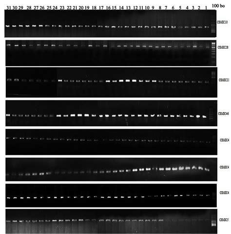 10 Amplification Profile Of 31 Saffron Clones Using Ssr Primers Label Download Scientific