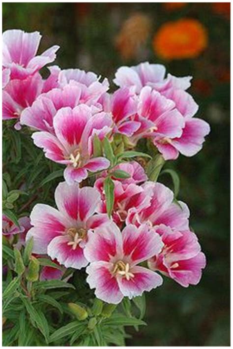 Buy Flower Seeds Bottas Clarkia Flower Seeds For Planting Kitchen Garden Pack By Creative