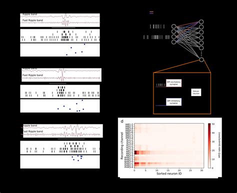 A Examples Of Hfos That The Hardware Snn Detected In The Ieeg Of Download Scientific Diagram