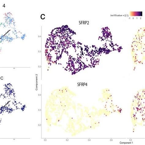 Pseudotime Modeling Of Sfrp2 Fibroblast Differentiation In Ssc Download Scientific Diagram