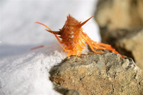 Бокоплав байкальский 66 фото красивые фото и картинки Pofoto Club