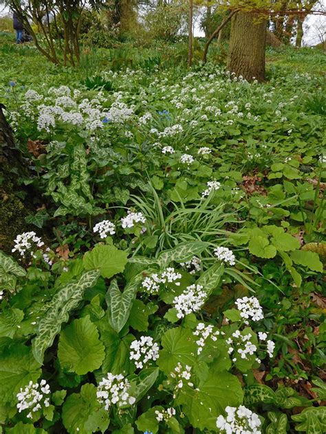 Pachyphragma Macrophyllum Beth Chattos Plants