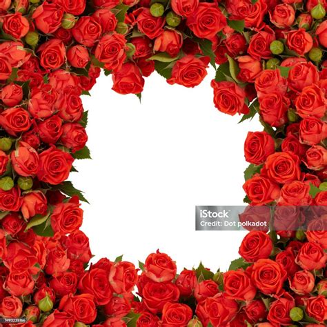 하얀 배경에 고립된 꽃의 터널처럼 보이는 아름다운 화려한 장미 꽃 프레임에는 클리핑 경로가 있다 사진 이미지에 대한 스톡 사진 및 기타 이미지 Istock