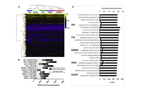 Comparison Of Rat Macrophage Gene Expression In Vitro Microarray Download Scientific Diagram