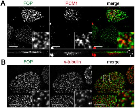 Fop Localizes To The Basal Body Layer Of Multiciliated Cells Mouse