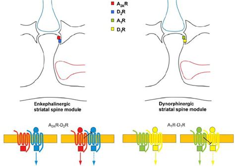 Adenosine Dopamine Receptor Heteromers In The Striatal Spine Modules Download Scientific