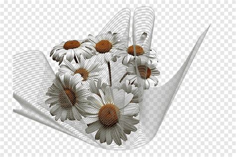 일반적인 데이지 카모마일 꽃 알라 카모마일 사진술 카모마일 Png Pngegg