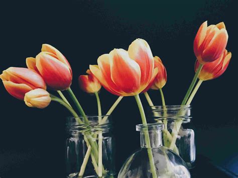 Macam Macam Bunga Dan Maknanya