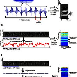 Regular Song Spectrograms Versus Rhythm Spectrograms
