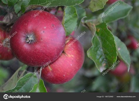 Яблоки Джонатан Фото И Описание Сорта – Telegraph