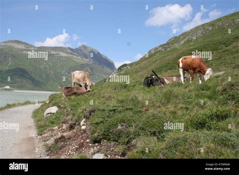 This Refers To A Group Or Breed Of Cattle From Austria Austrian Cattle Are Known For Their